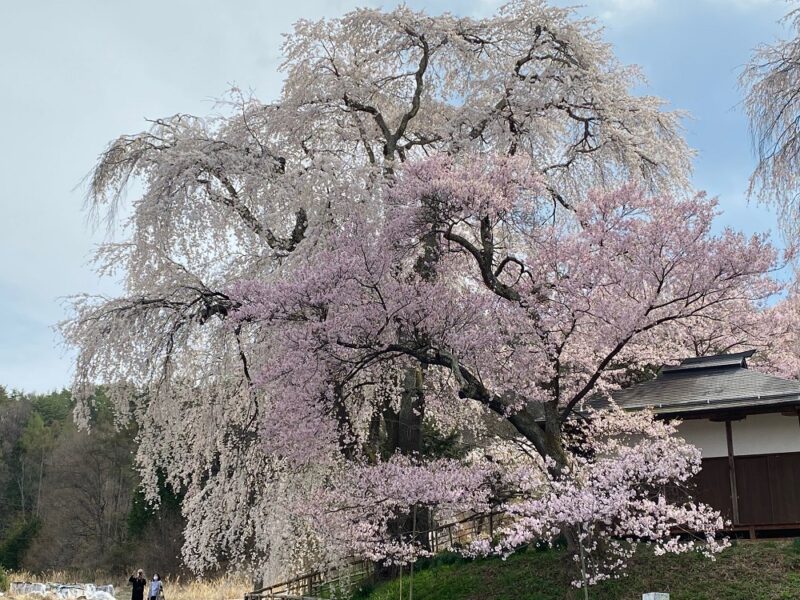 takato joshi cherry blossoms | Japan City Tour